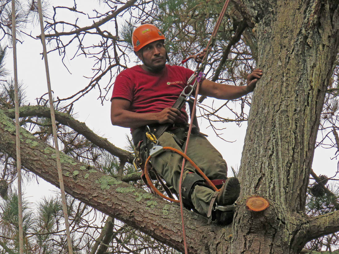 Quality Arbor Care
